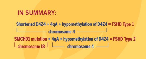 Genetic Cause - FSHD Society